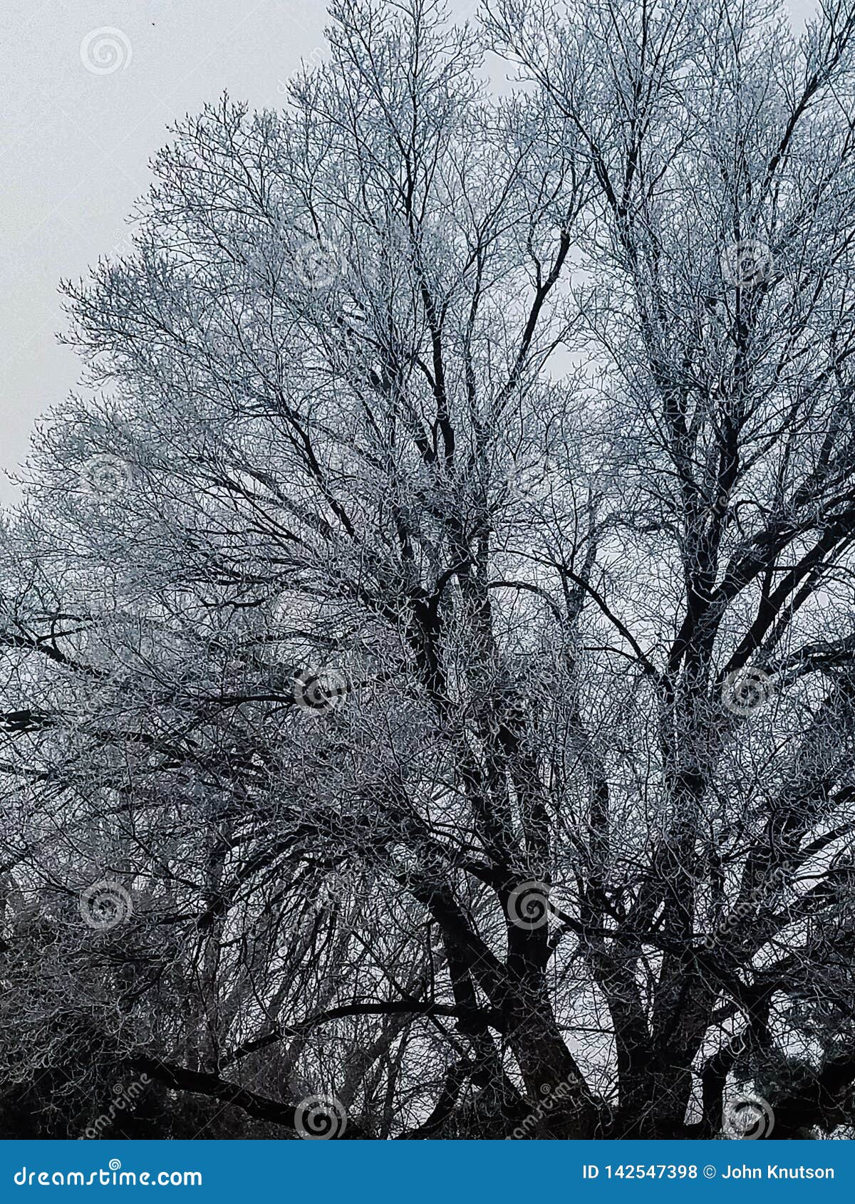 Frosted Tree stock photo. Image of winter, snow, tree - 142547398