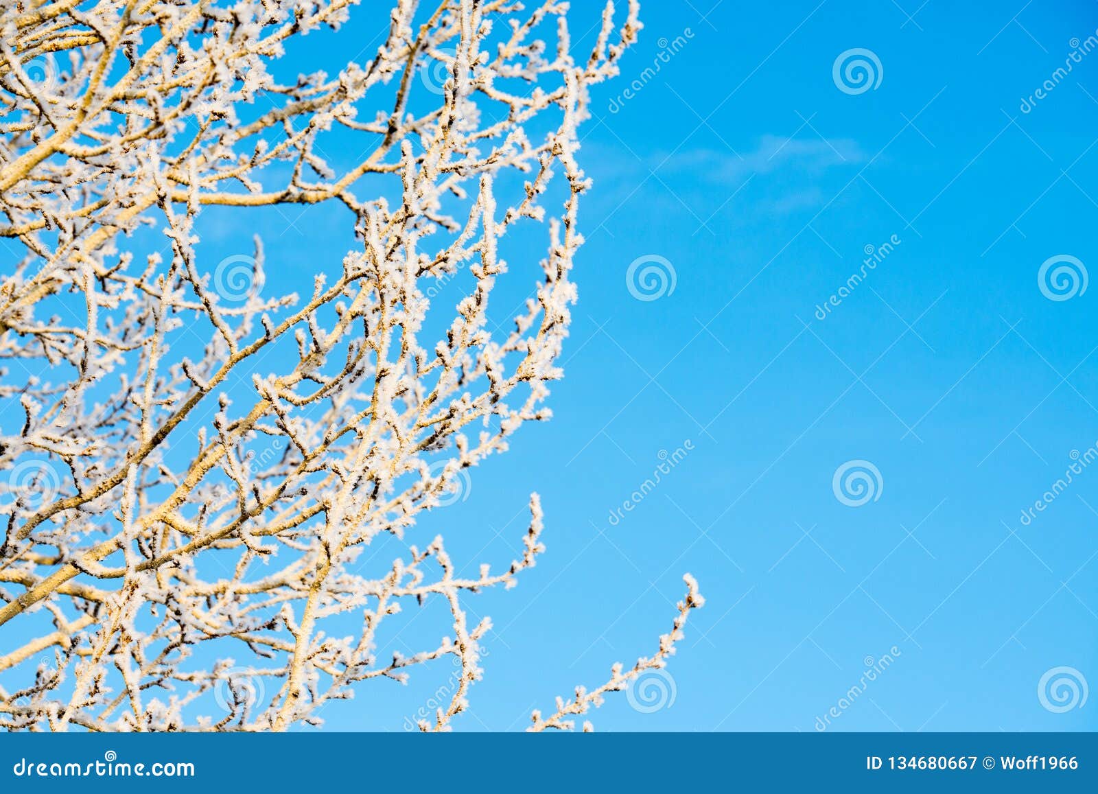 Frosted Tree in Frosty Day Against the Blue Sky Stock Image - Image of ...