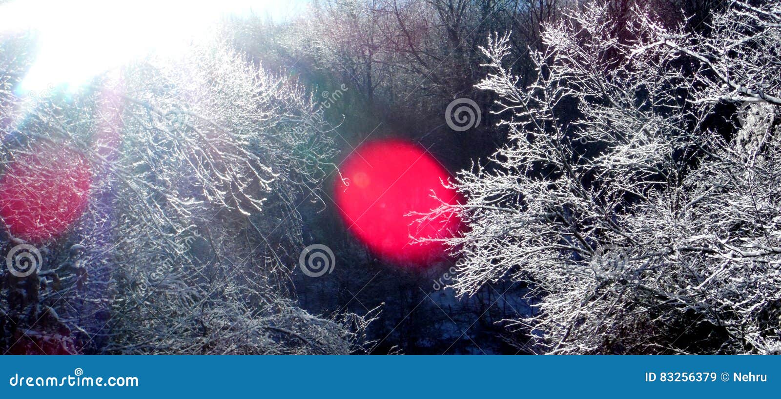 Frosted Tree in Frosty Morning Stock Image - Image of morning, season ...