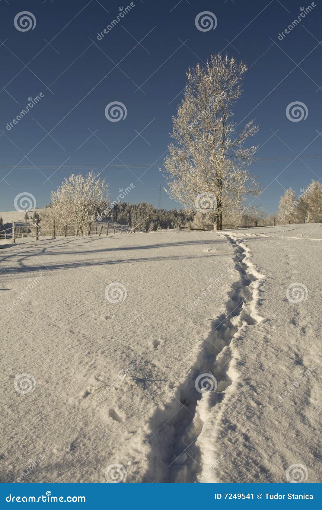 Frosted tree and snow path stock image. Image of snow - 7249541