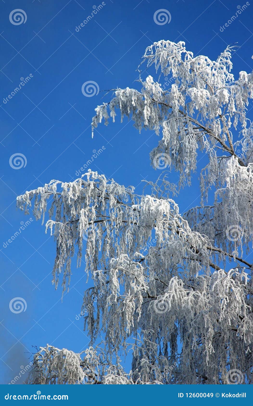 Frosted tree at winter stock image. Image of birch, clear - 12600049