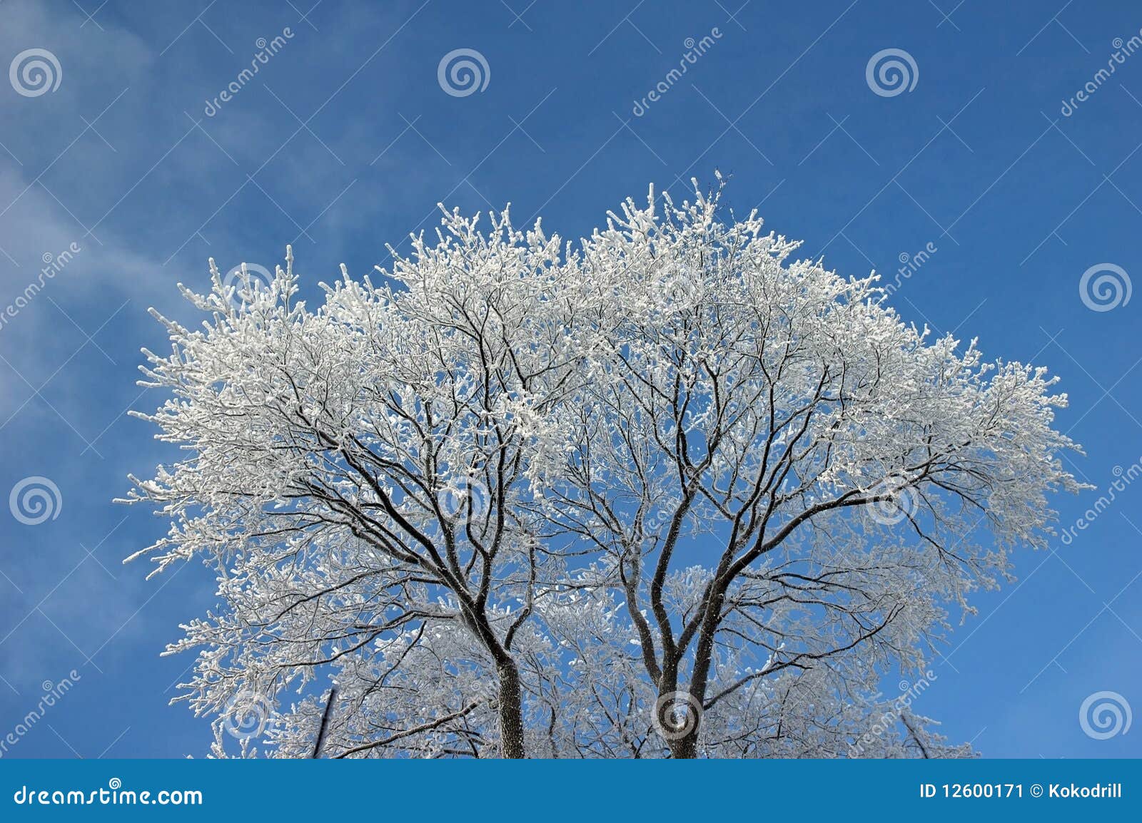 Frosted tree at winter stock image. Image of landscape - 12600171