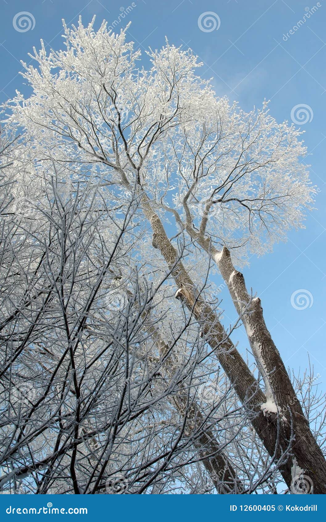 Frosted tree at winter stock image. Image of beautiful - 12600405