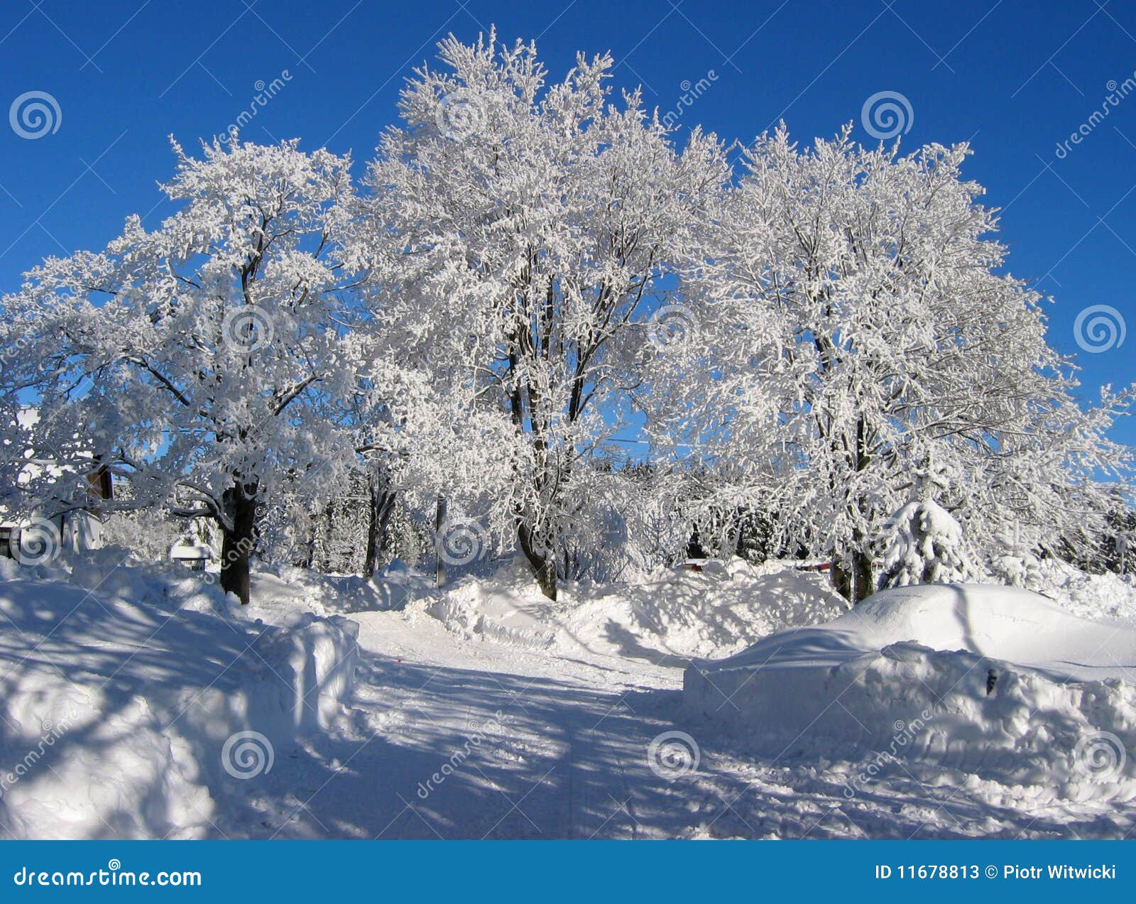 Frosted trees stock image. Image of forest, clear, winter - 11678813
