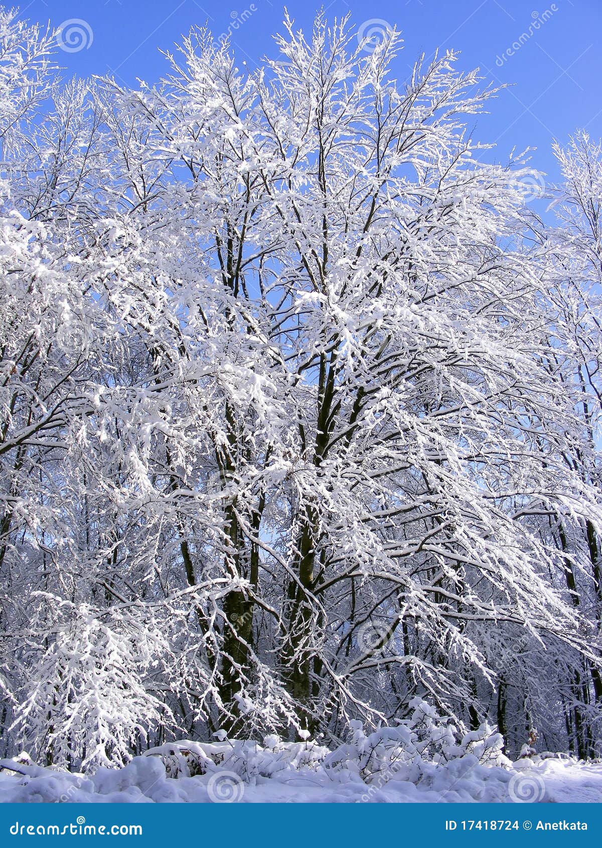 Frosted trees stock photo. Image of scenery, road, mountain - 17418724
