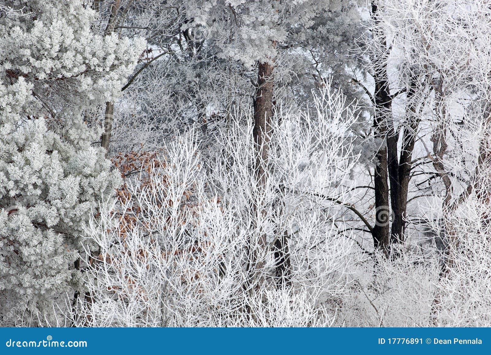 Frosted Trees stock image. Image of frozen, conifer, landscape - 17776891