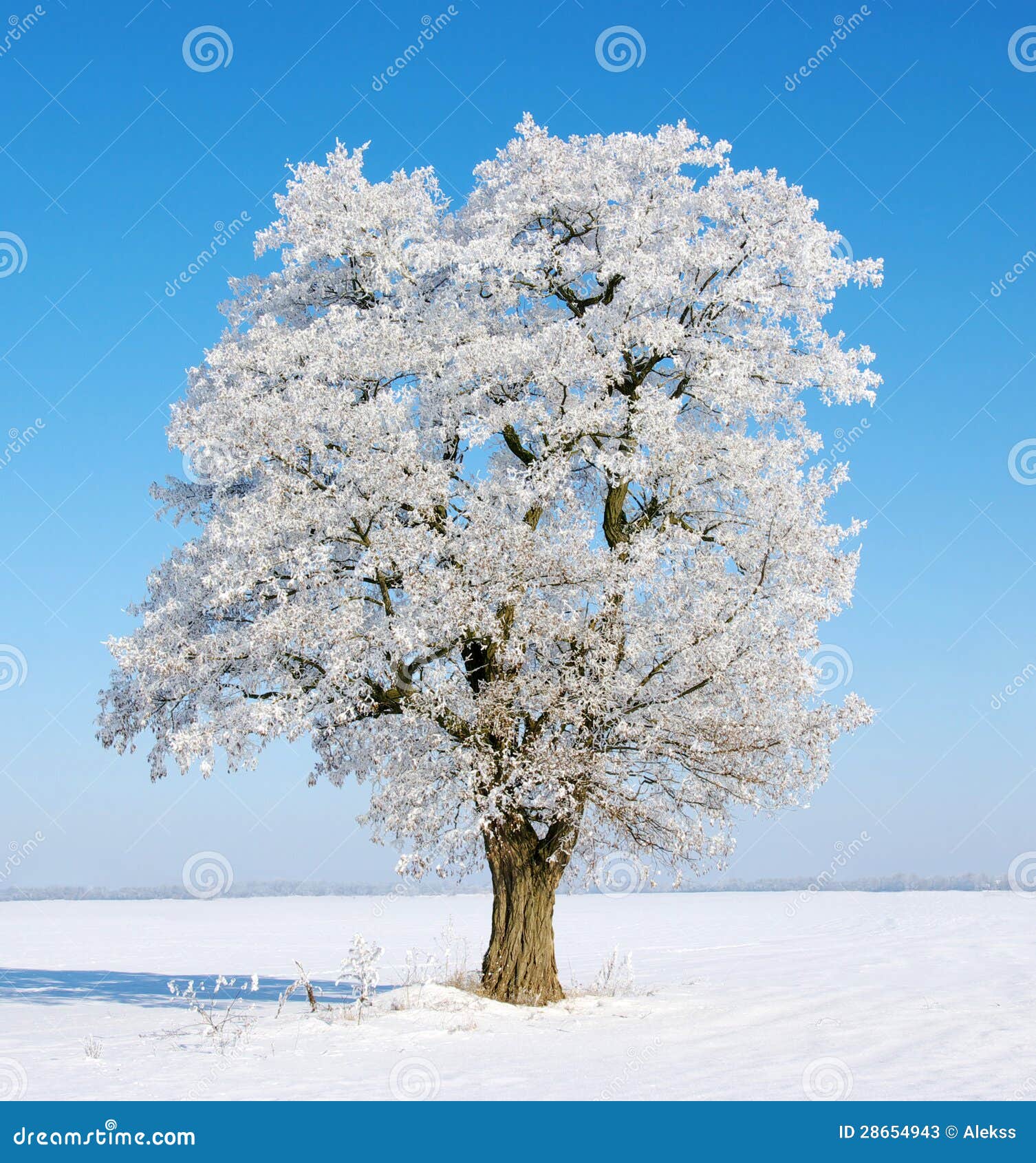 Frosted trees stock image. Image of travel, natural, nature - 28654943
