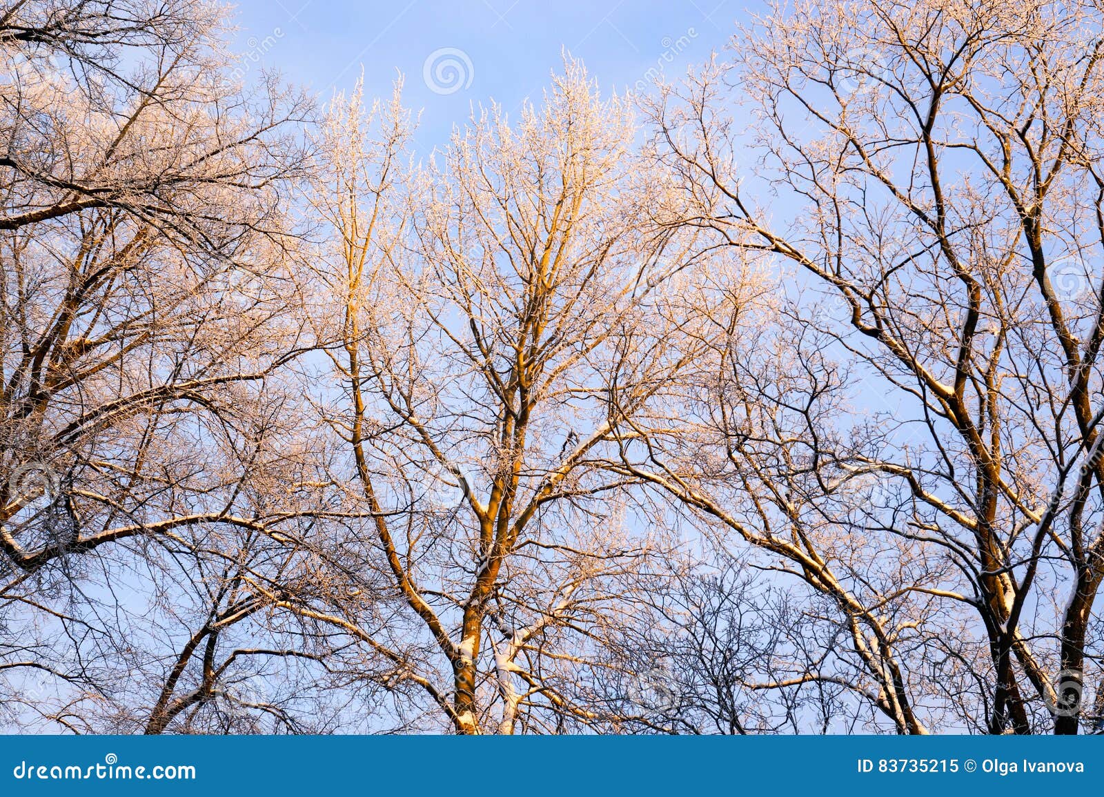 Frosted trees stock image. Image of snowy, nature, closeup - 83735215