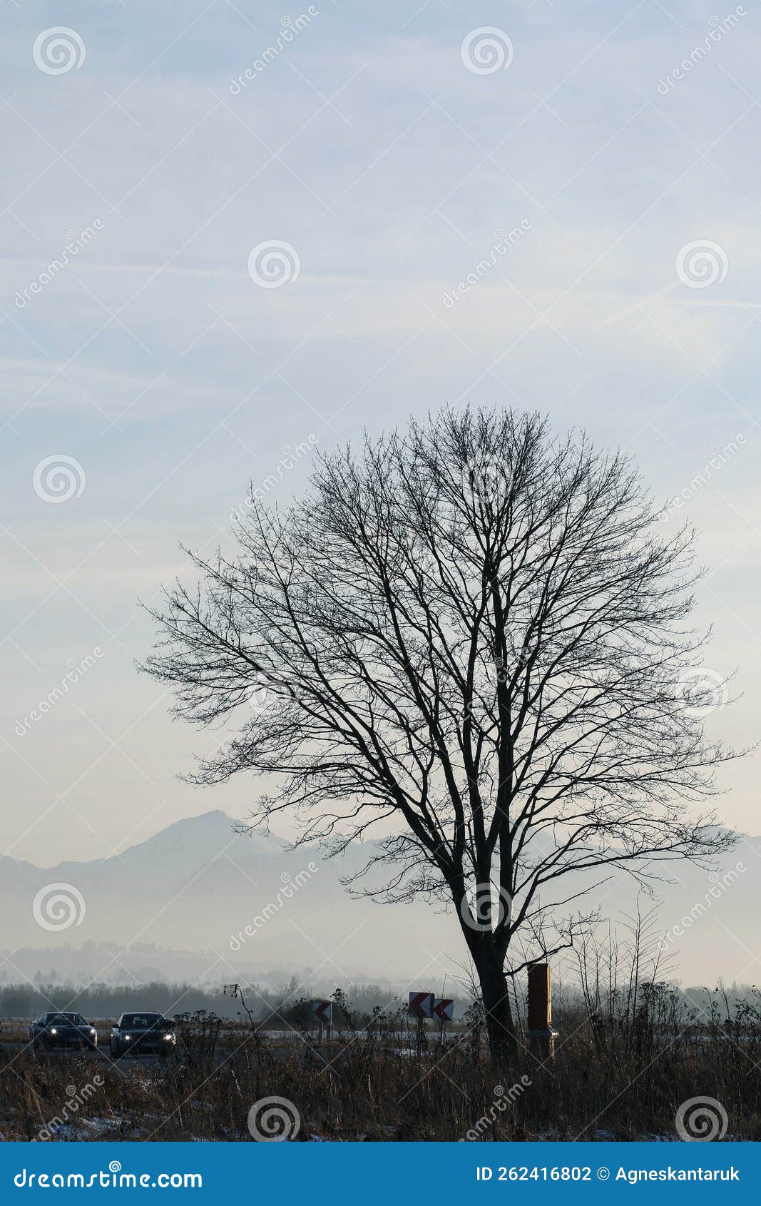Frosted Trees in the Morning in the Countryside Stock Photo - Image of ...