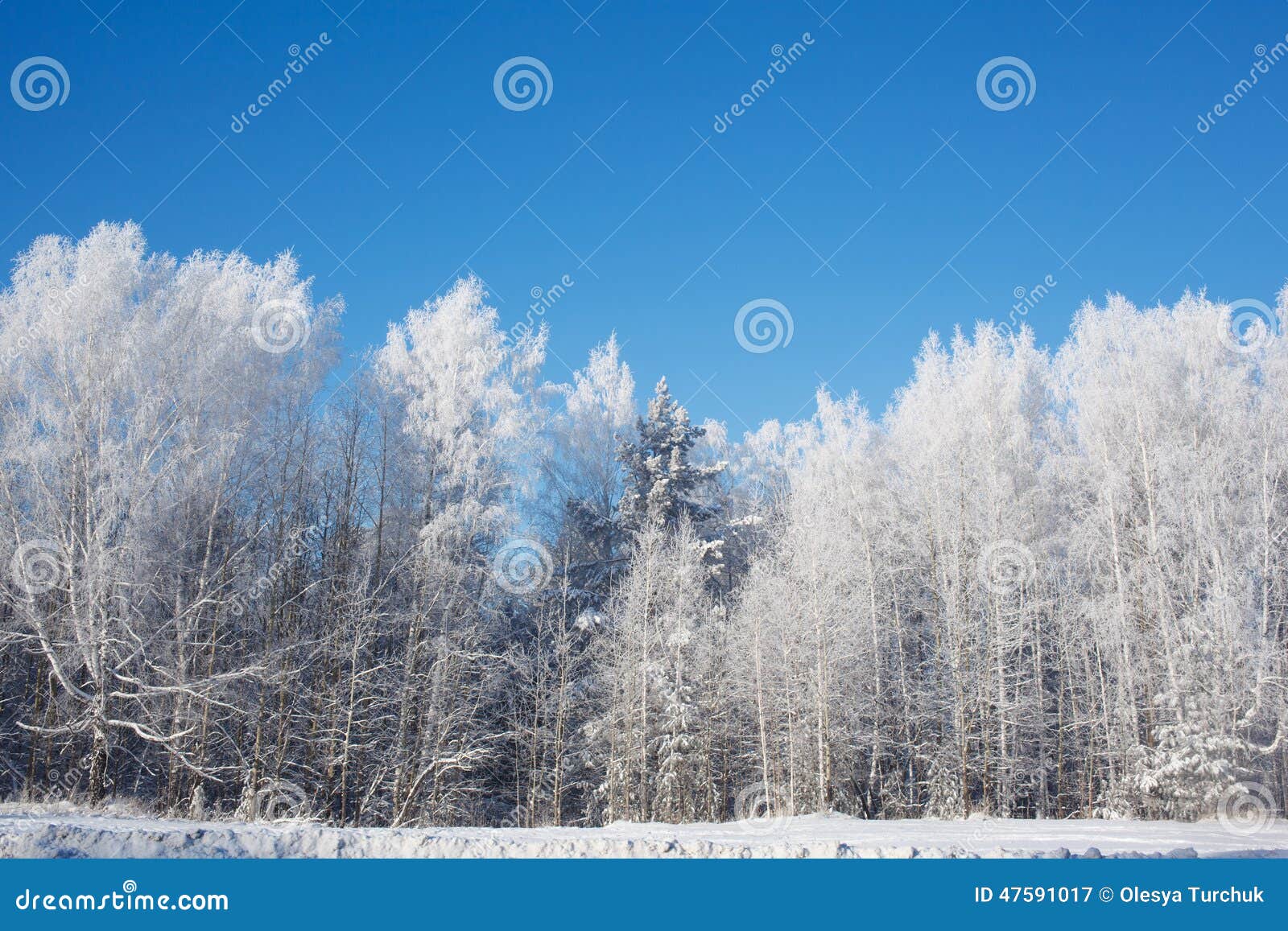 Frosted Trees on Sky Background Stock Image - Image of black, february ...