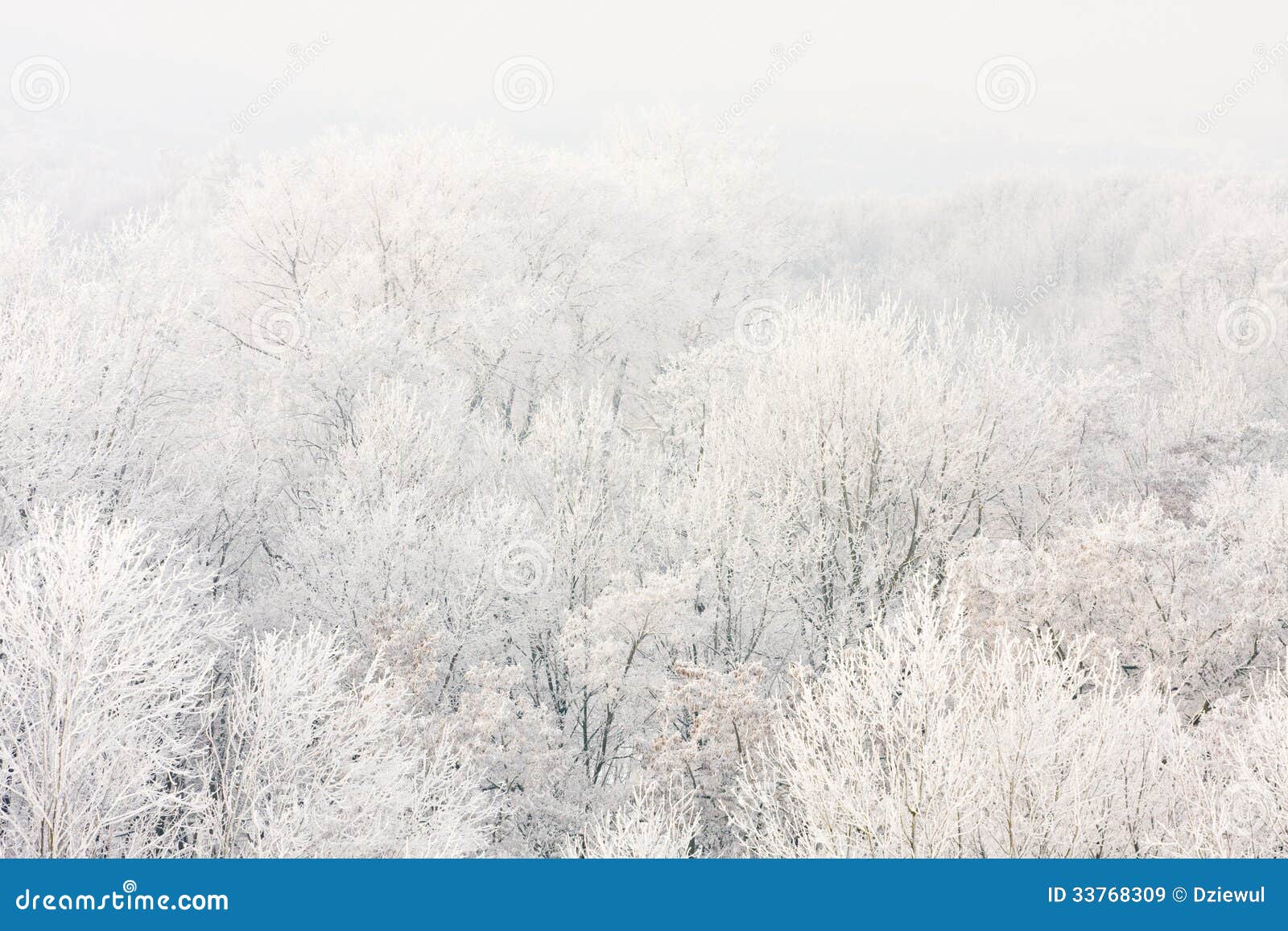 Frosted Trees on a Sunny Morning. Stock Image - Image of mist, blue ...