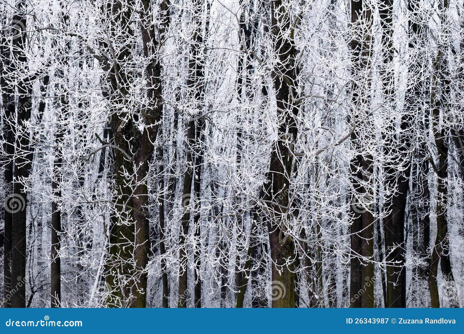 Frosted trees in winter stock image. Image of background - 26343987