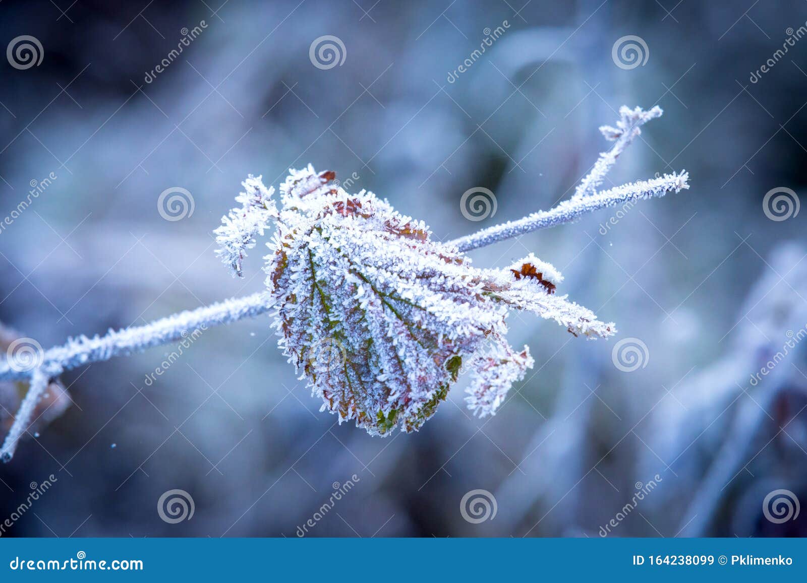 Frosted twig in hoarfrost stock image. Image of frosty - 164238099