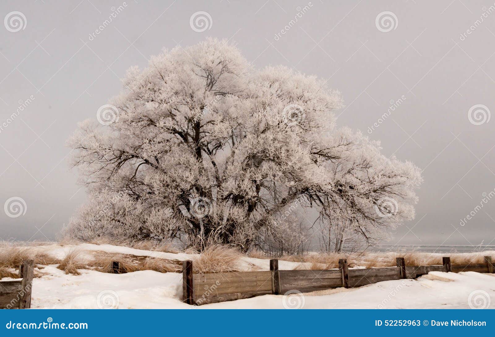 Frosted Willow Tree stock image. Image of frosty, forest - 52252963