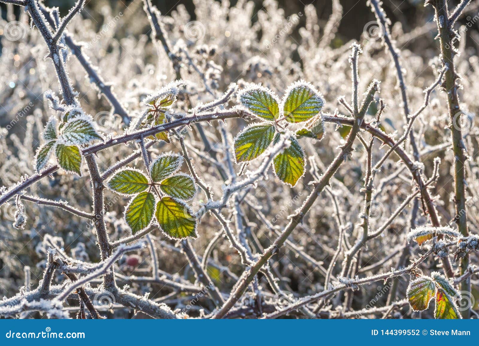 Frosted winter thorn bush stock photo. Image of thorns - 144399552