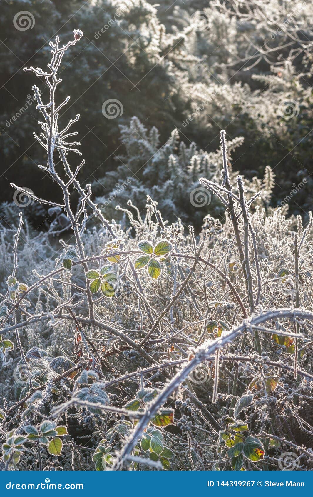 Frosted Winter Thorn Bush Landscape Stock Image - Image of plants ...