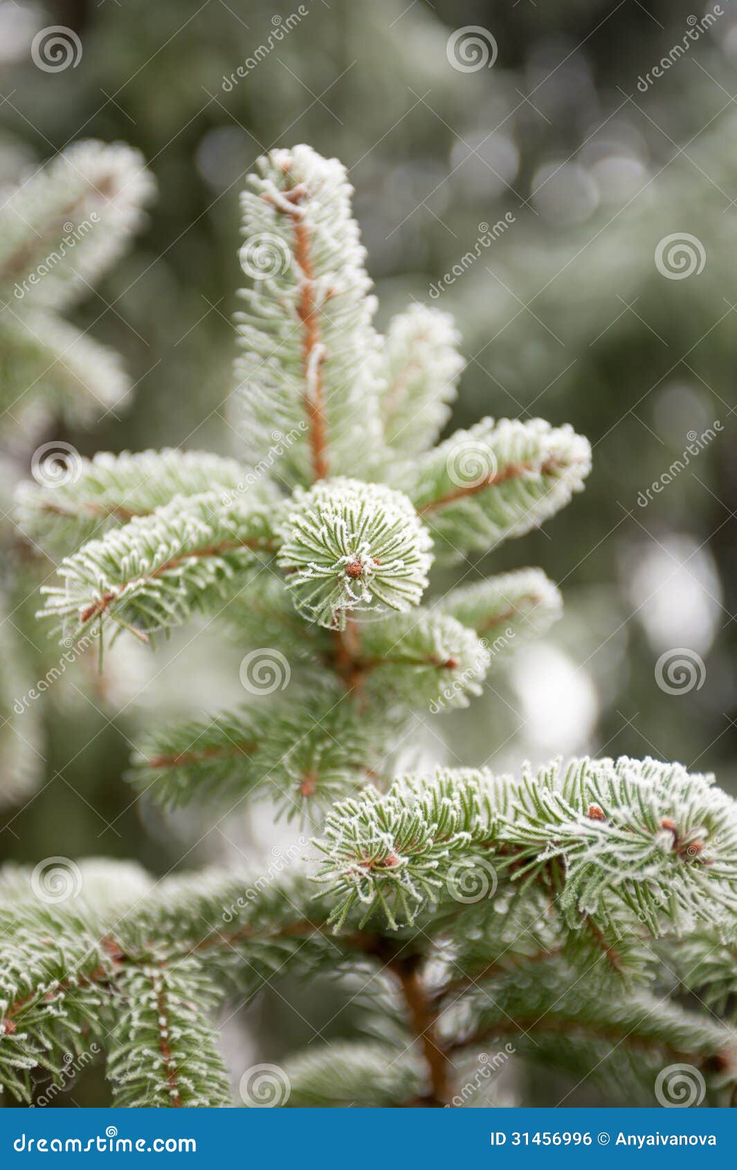 Frostee Xmas tree stock photo. Image of cold, forest - 31456996
