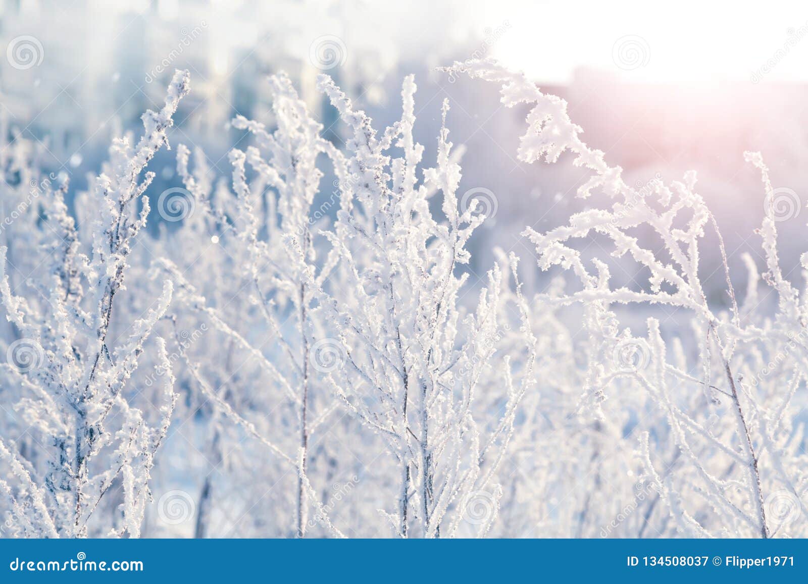 Frosting Branches on a Frosty Day Stock Image - Image of bushes, season ...