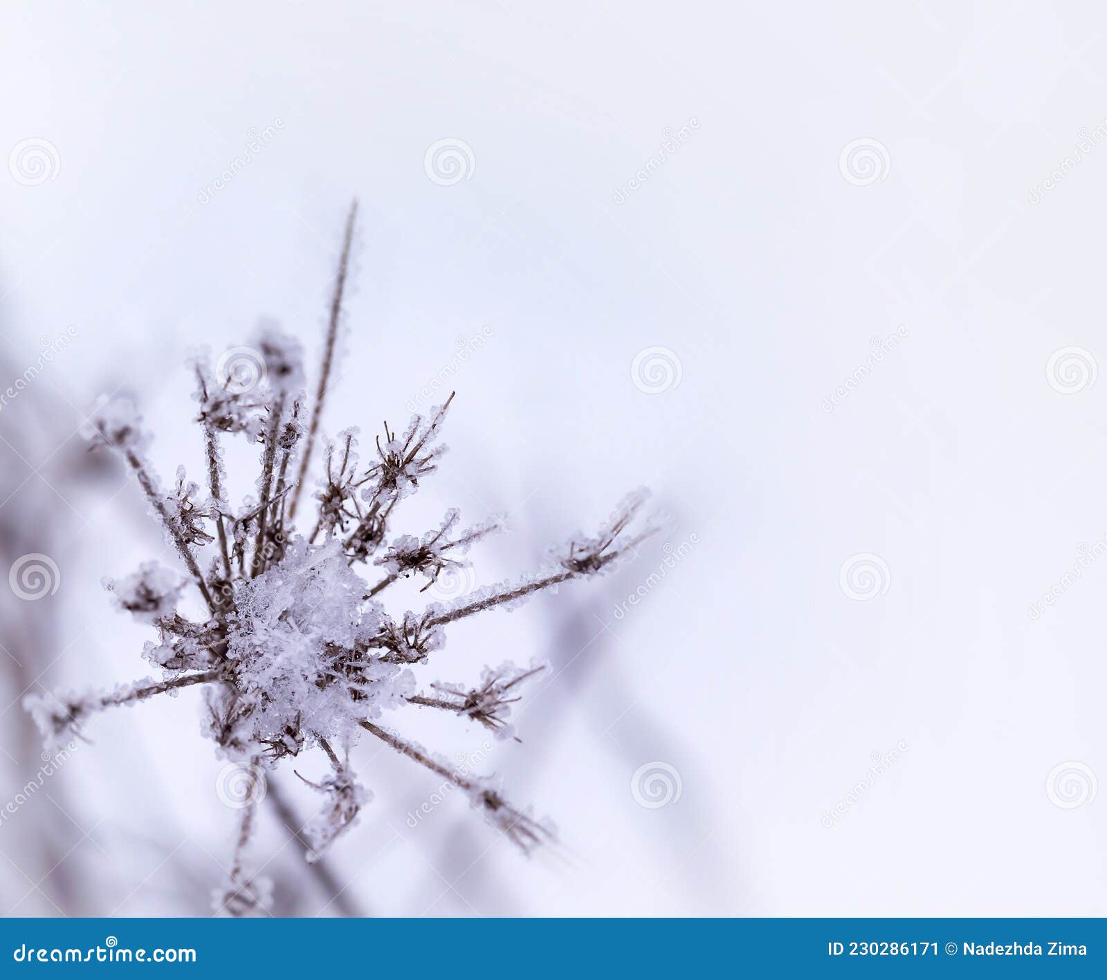 Frosting of Ice Flakes. Snowflakes on Yellow Grass. Snow Background ...