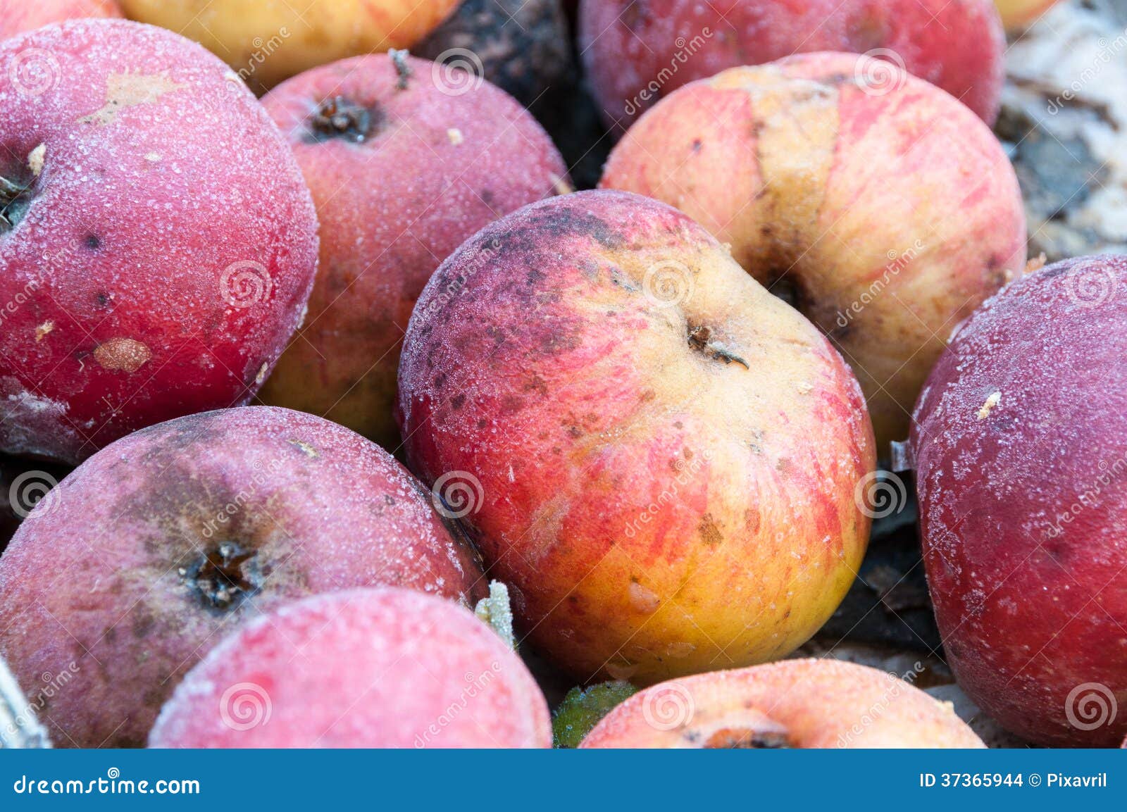 Frosty apples stock photo. Image of ripe, frost, fruits - 37365944