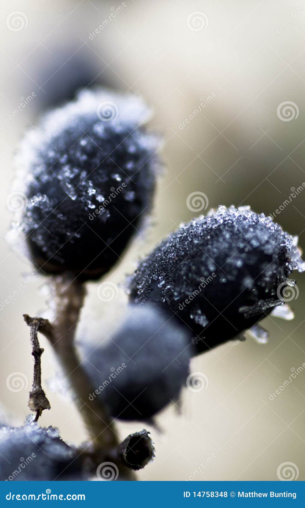 Frosty Berries stock photo. Image of frost, snowflakes - 14758348