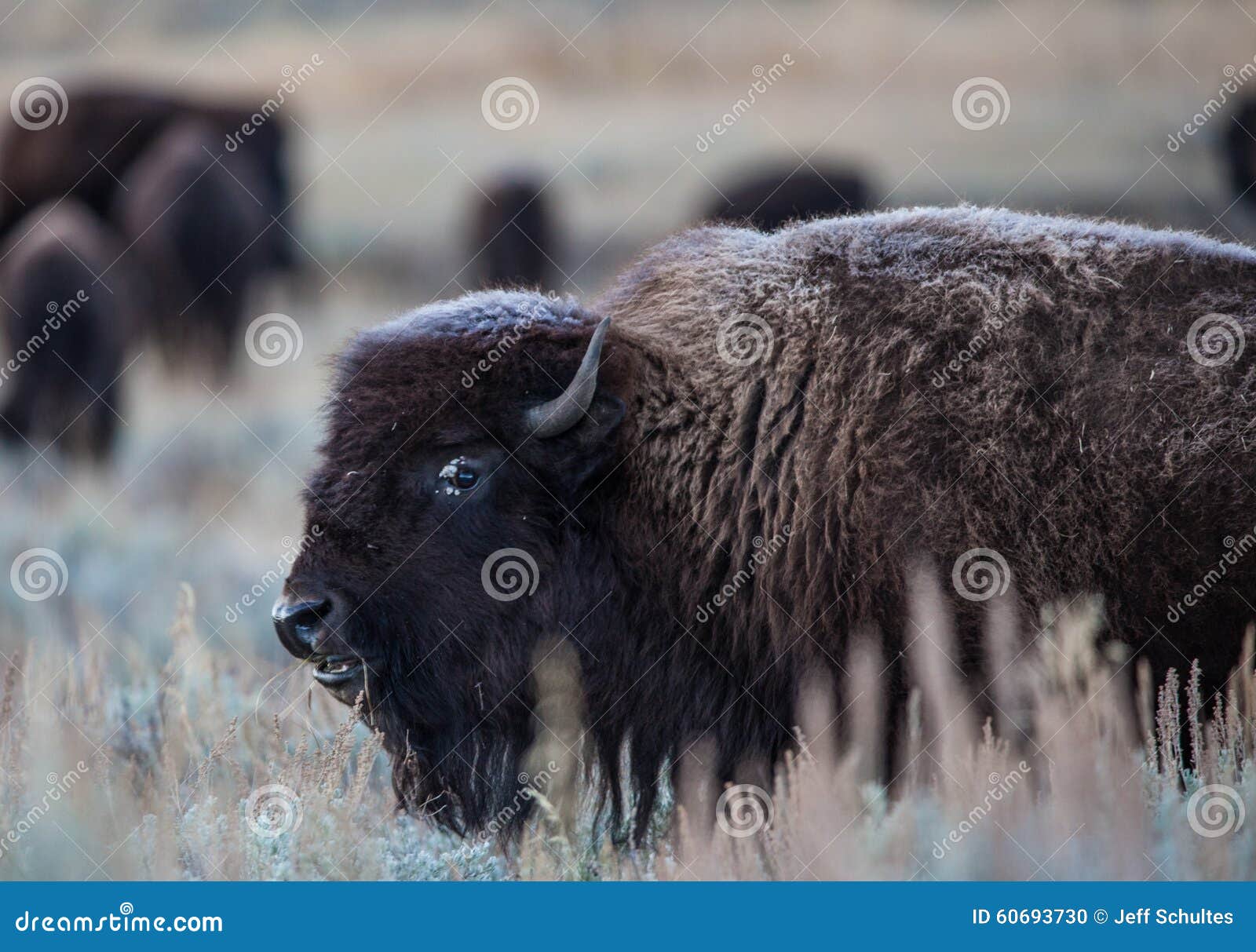 Frosty Bison stock photo. Image of standing, national - 60693730