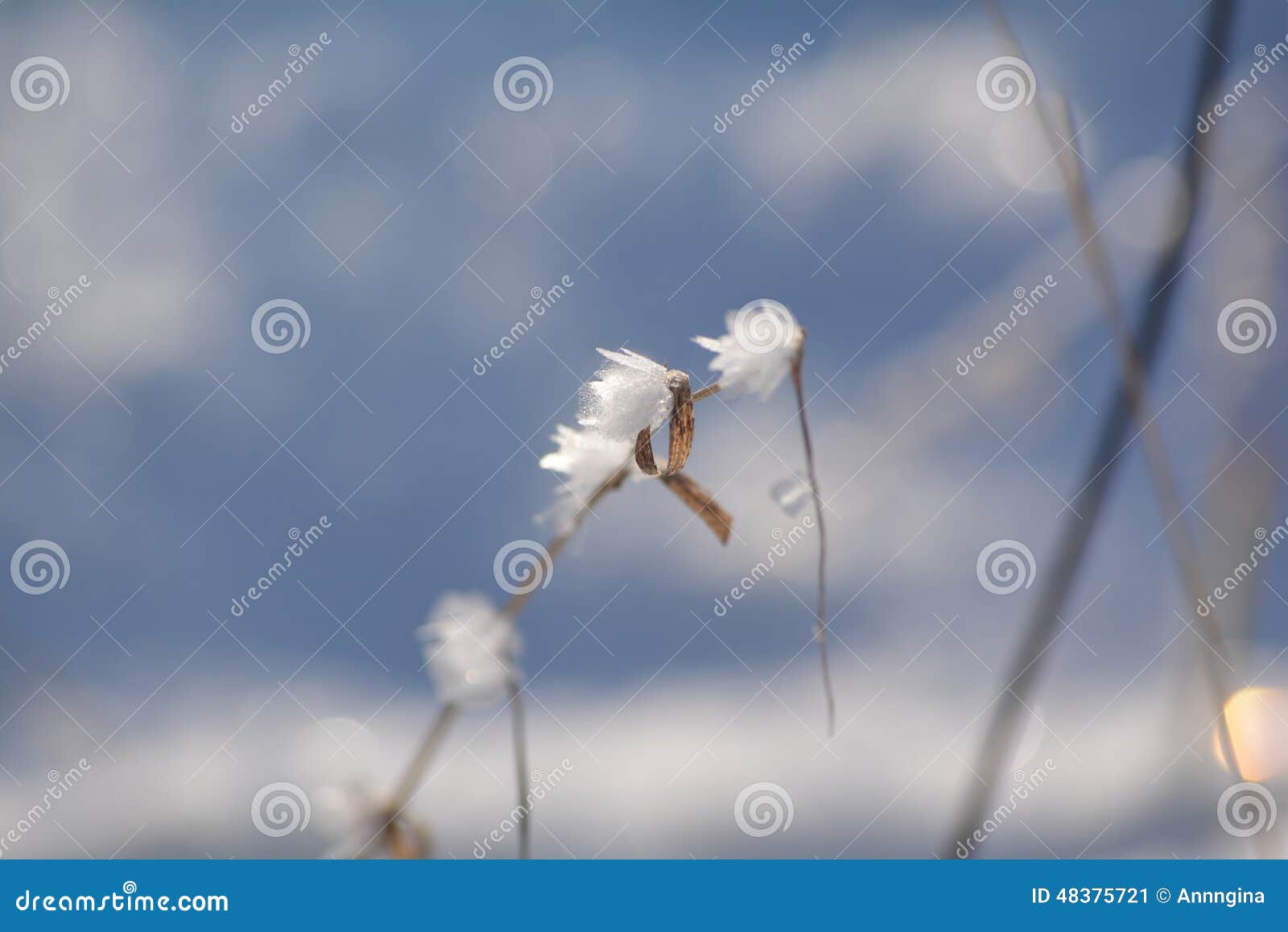 Frosty butterflies stock image. Image of frost, nature - 48375721