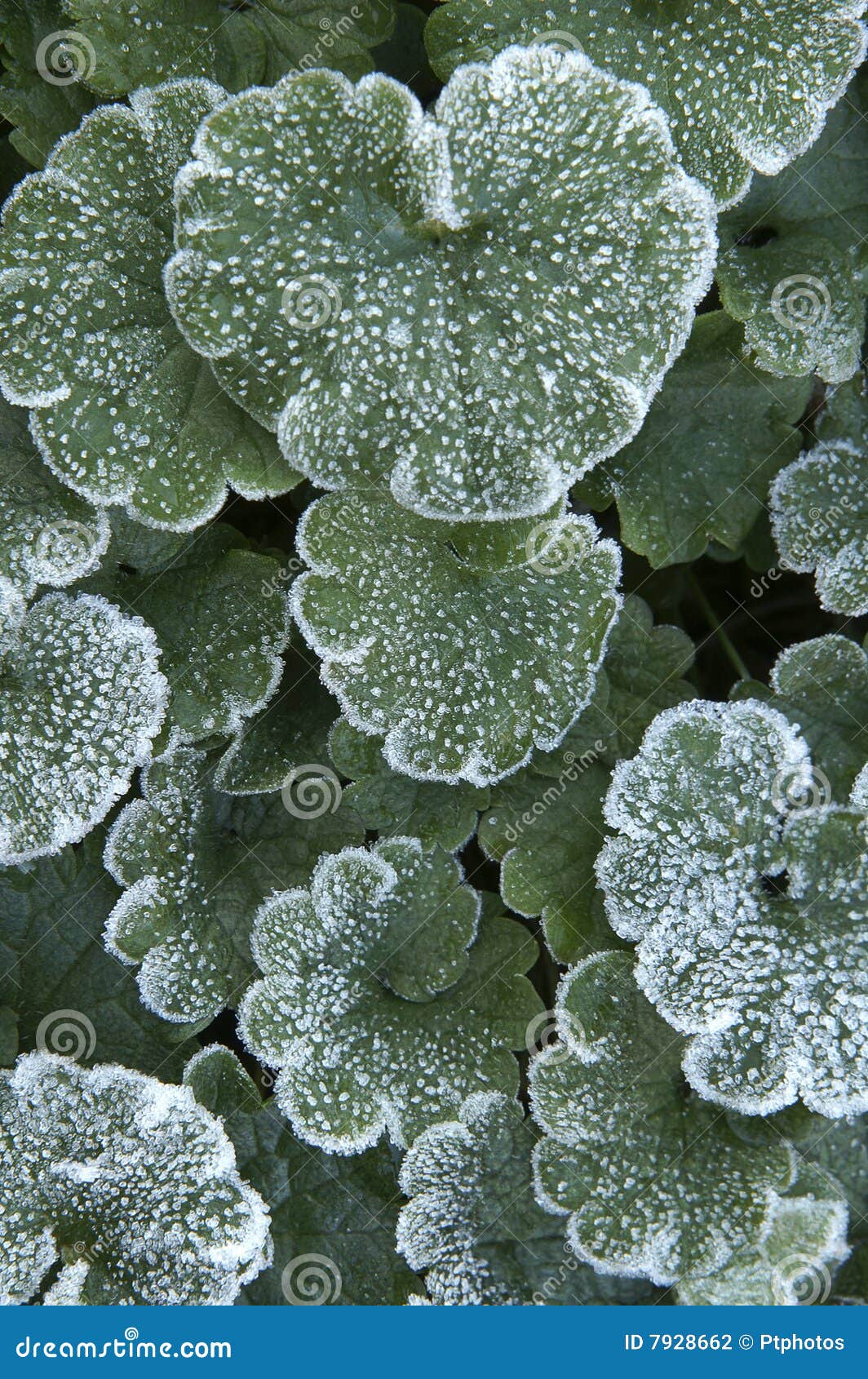 Creeping Charlie Leaves Background Stock Image | CartoonDealer.com ...