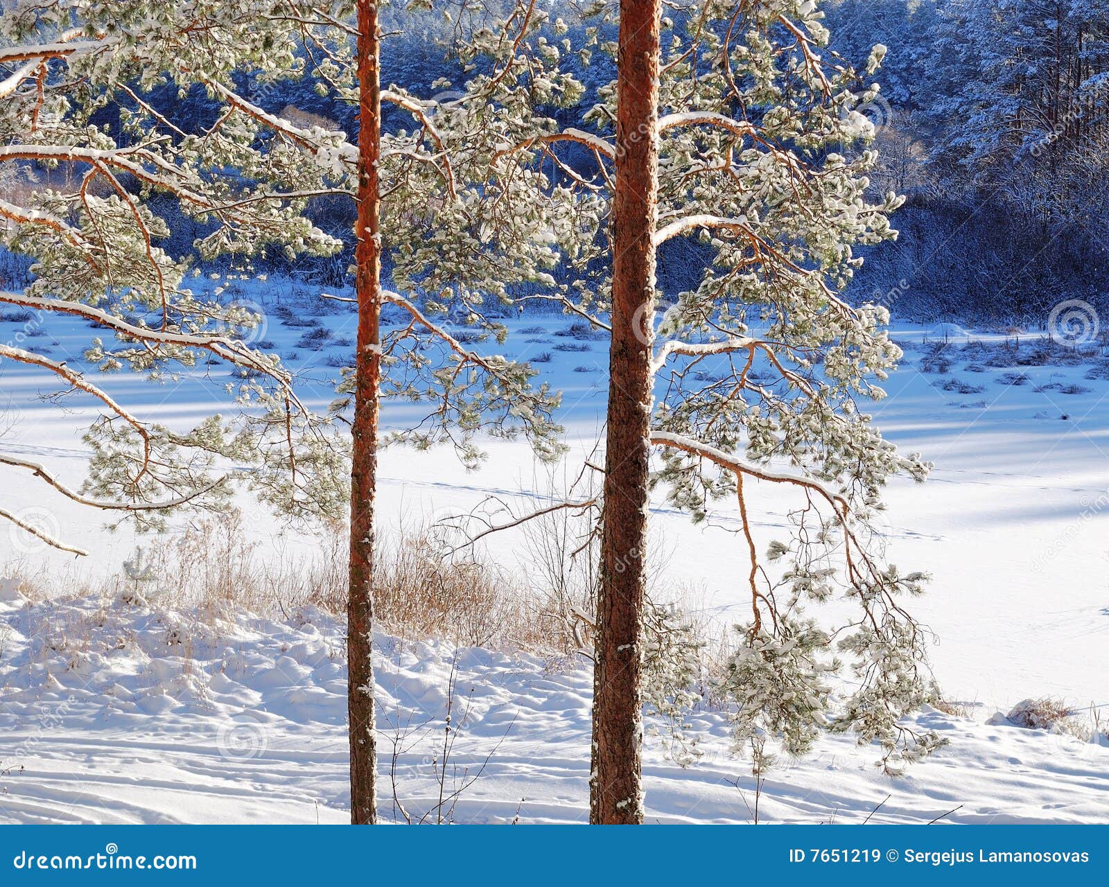 Frosty day in winter stock image. Image of outdoor, tree - 7651219
