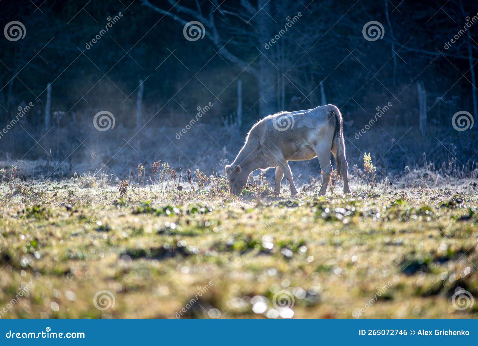 Frosty Early Morning with Cows on a Farm Stock Photo - Image of season ...