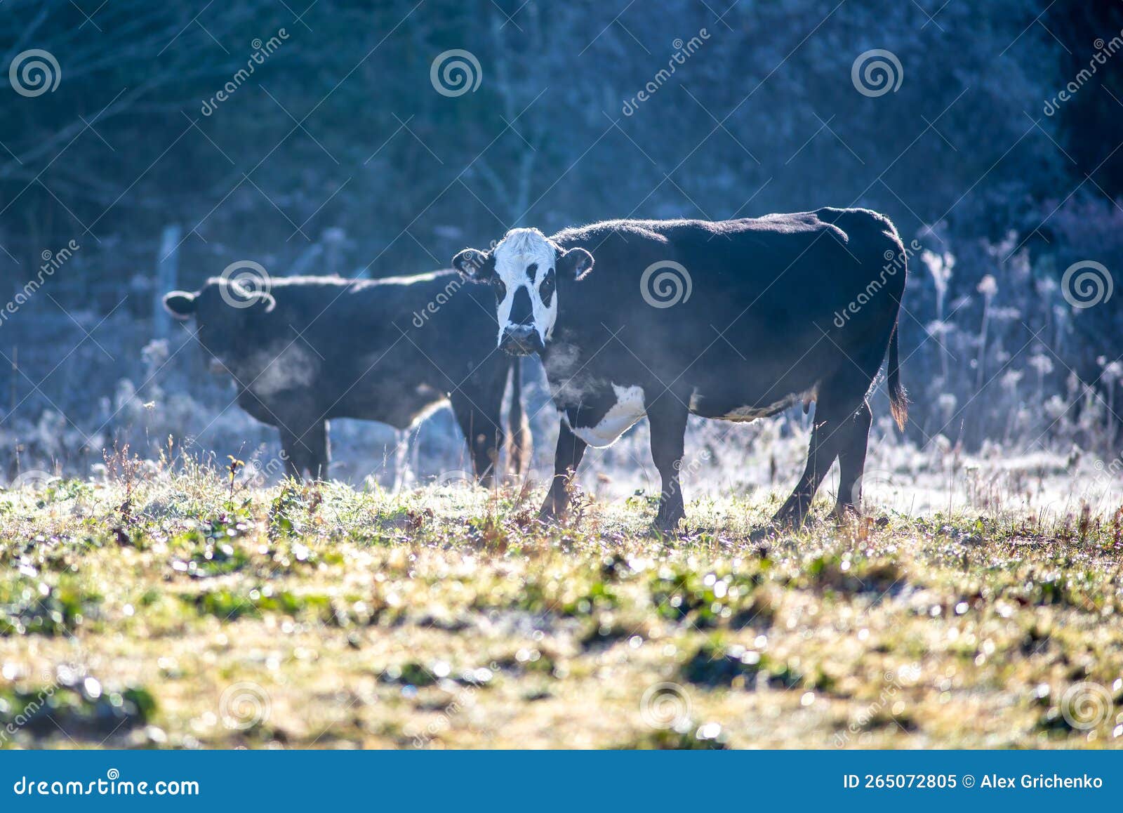Frosty Early Morning with Cows on a Farm Stock Image - Image of cattle ...