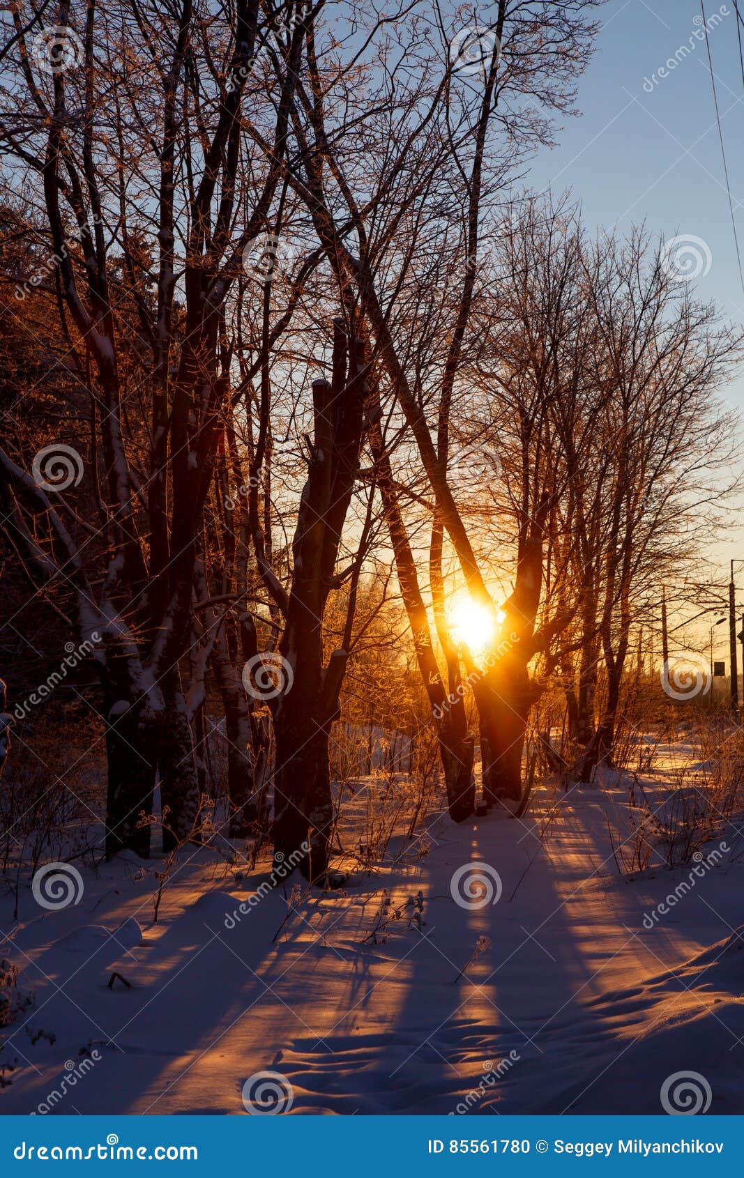 Frosty Evening, the Setting Sun through the Branches of the Tree Stock ...