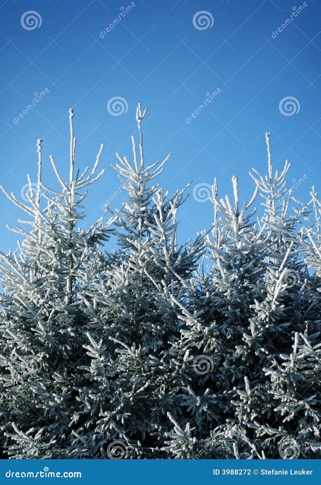 Frosty fir trees stock photo. Image of sunny, december - 3988272