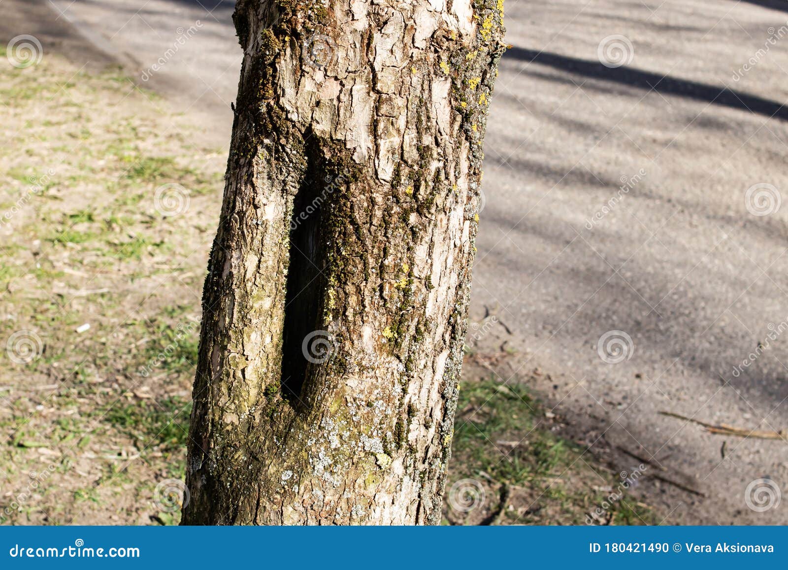 Frosty Fissure on Tree Bark Close Up Stock Photo - Image of forest ...