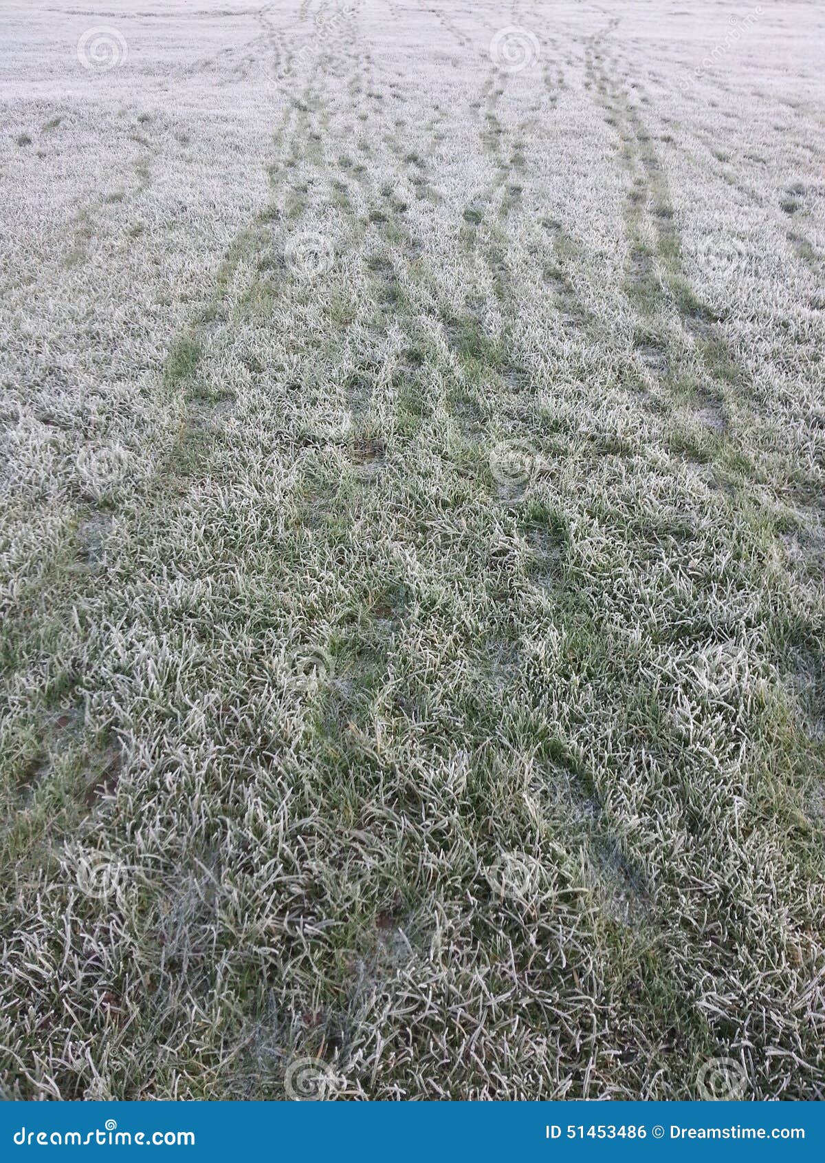Frosty Footsteps stock photo. Image of winter, frosty - 51453486