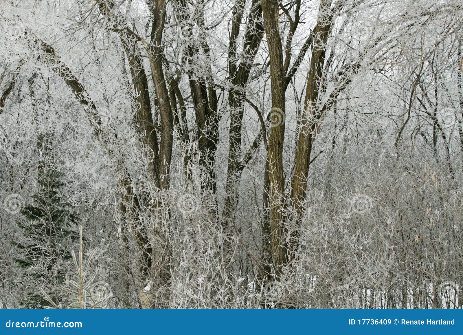 Frosty Forest stock image. Image of leaves, sold, frost - 17736409