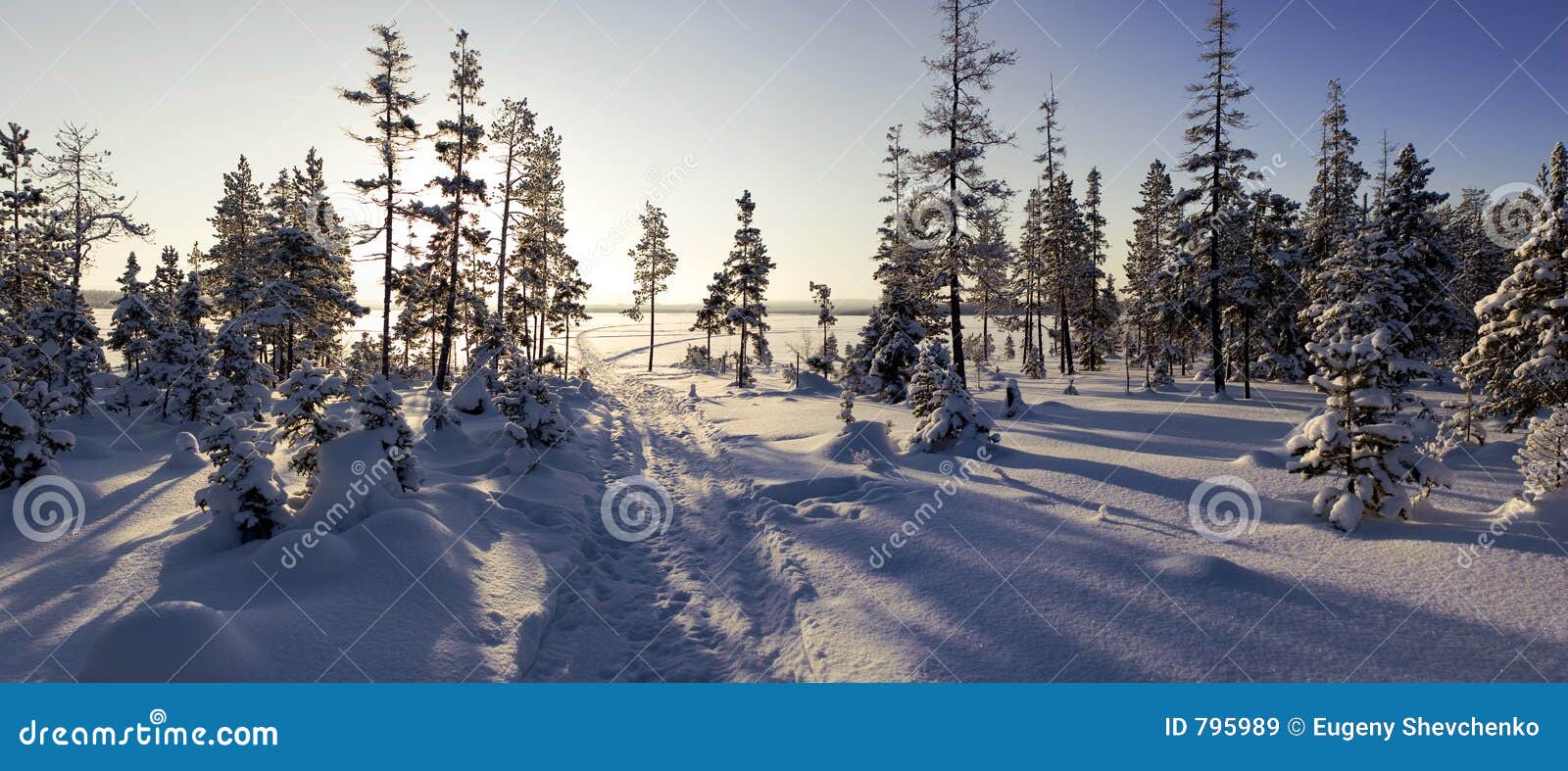 Frosty forest stock image. Image of cold, freeze, snow - 795989
