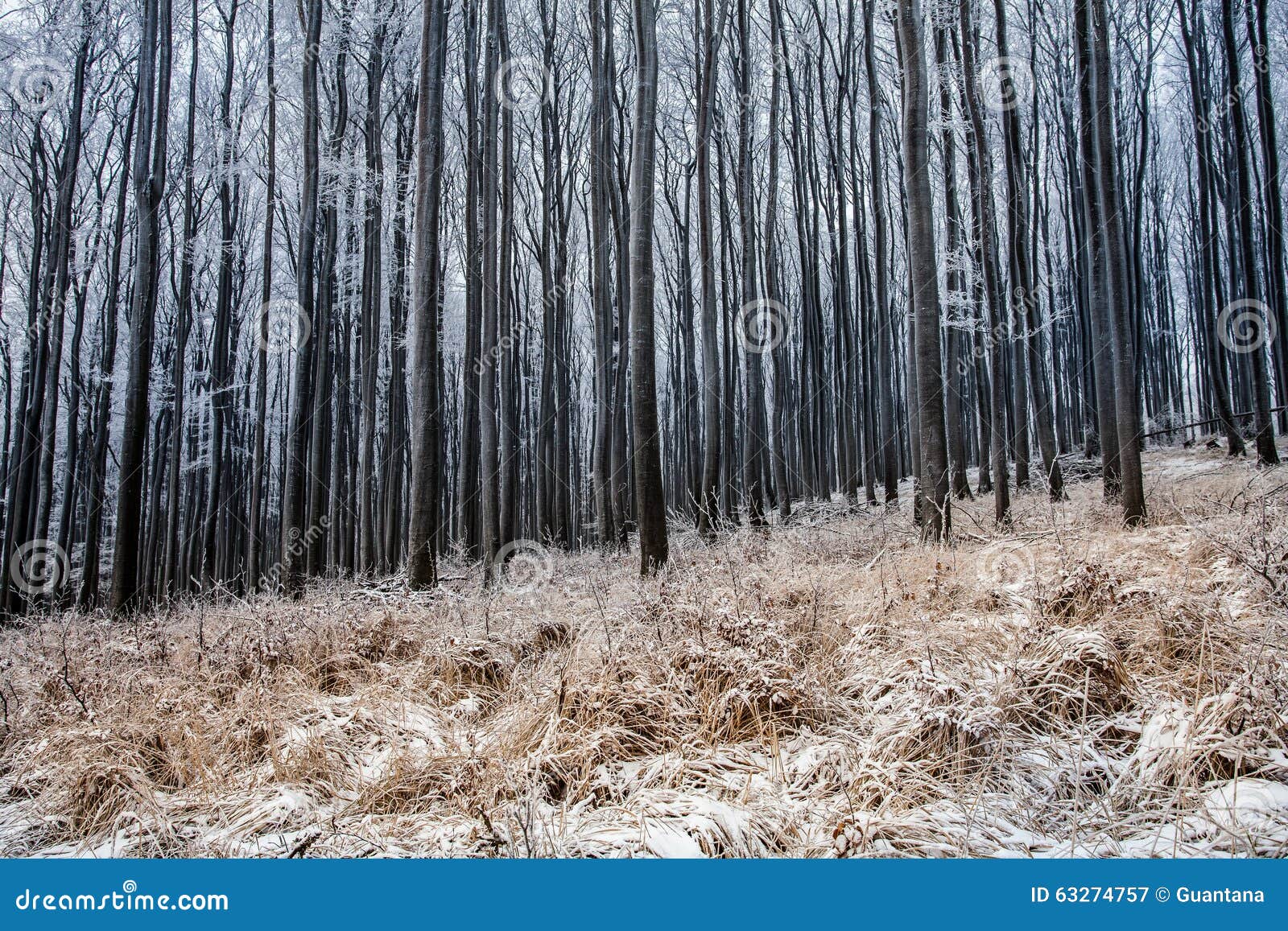 Frosty forest stock image. Image of environment, meadow - 63274757