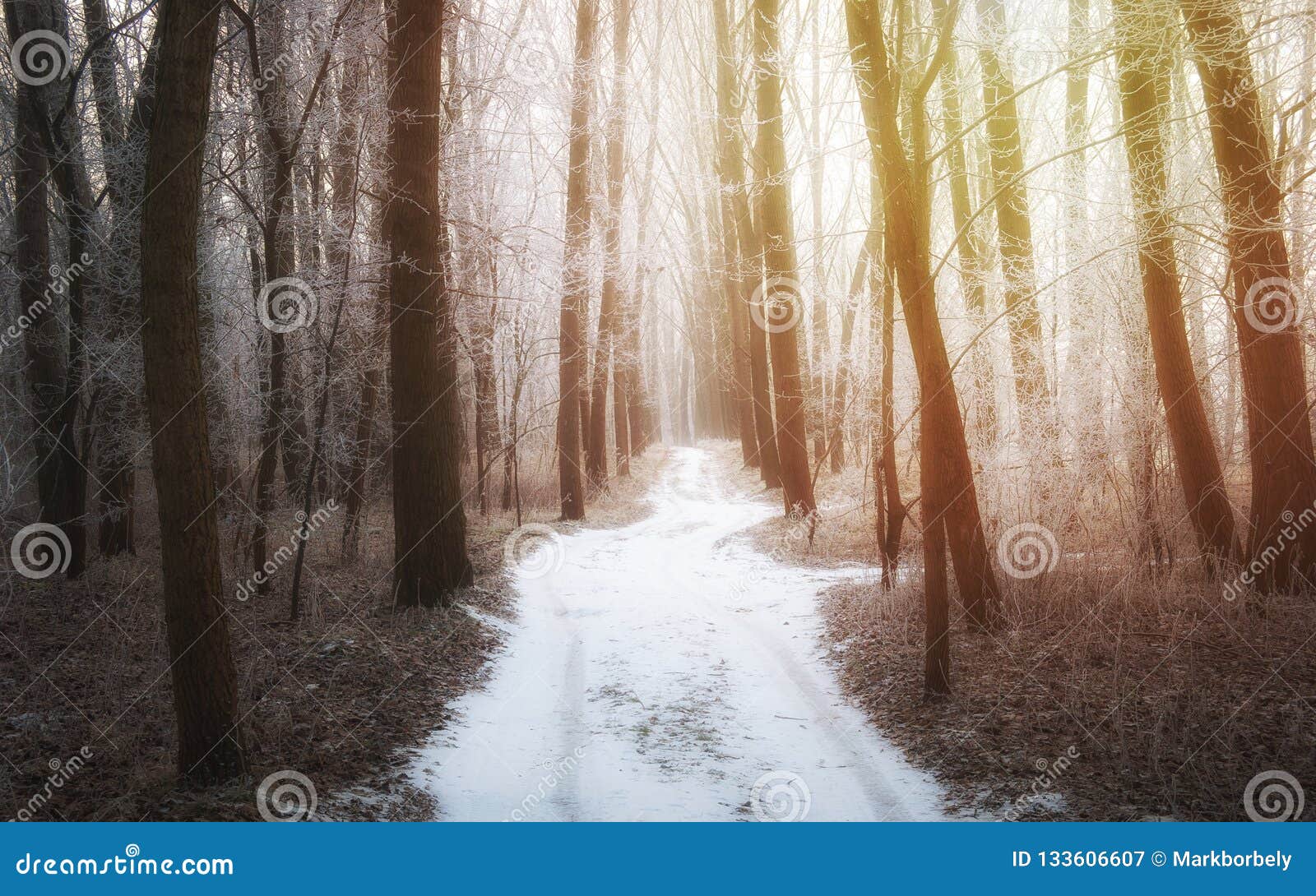 Frosty Dreamy Winter Path through the Forest Stock Image - Image of ...