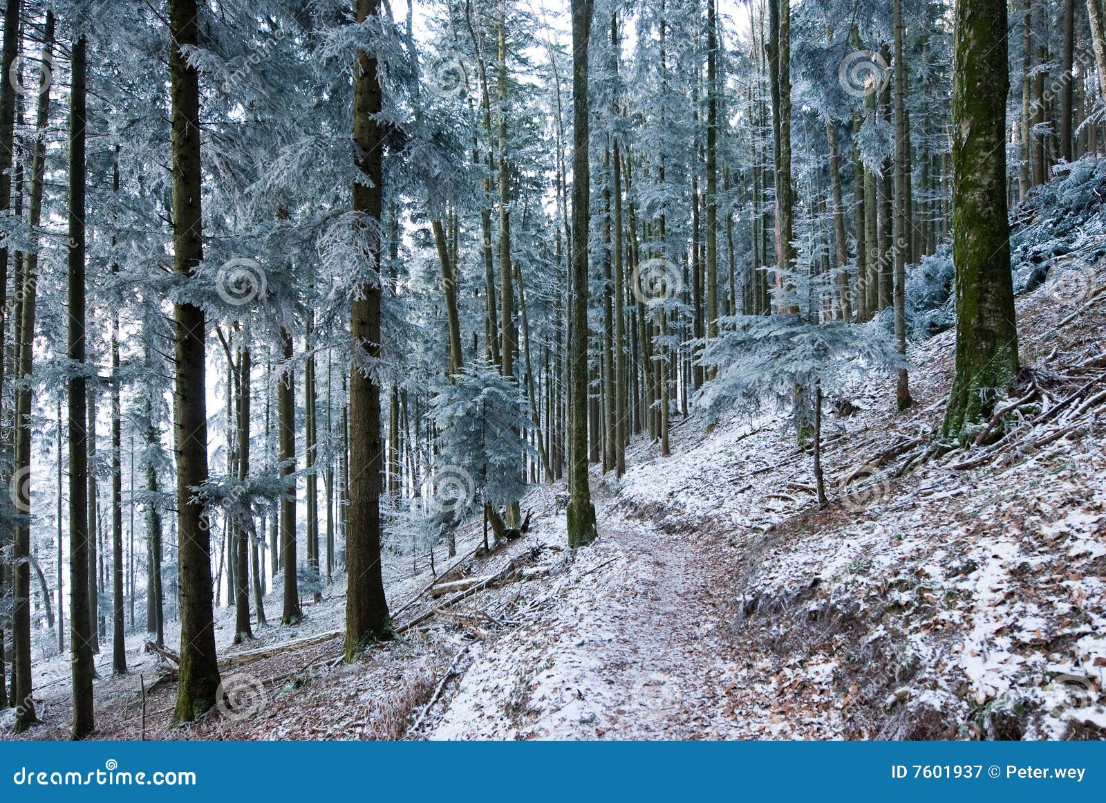 Frosty forest trail stock image. Image of wide, view, landscape - 7601937