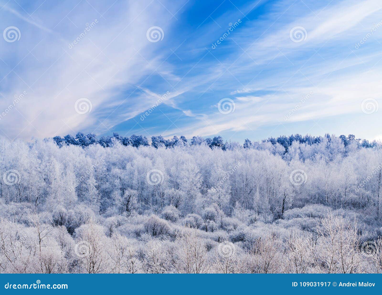 Frosty Forest Under Blue Sky Stock Image - Image of colorful, bright ...