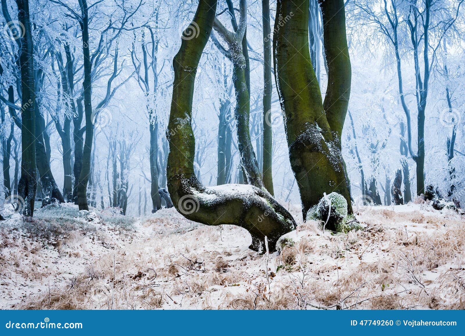 Frosty forest in winter stock photo. Image of idyllic - 47749260