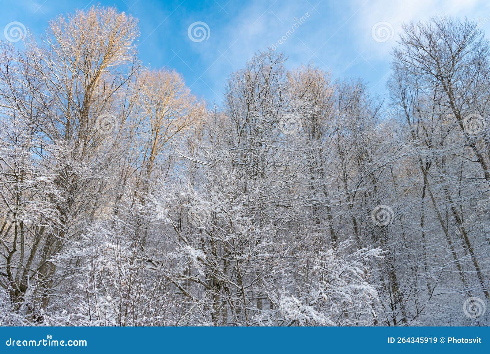 Frosty Forest in Winter. Deciduous Trees in Frost Stock Image - Image ...
