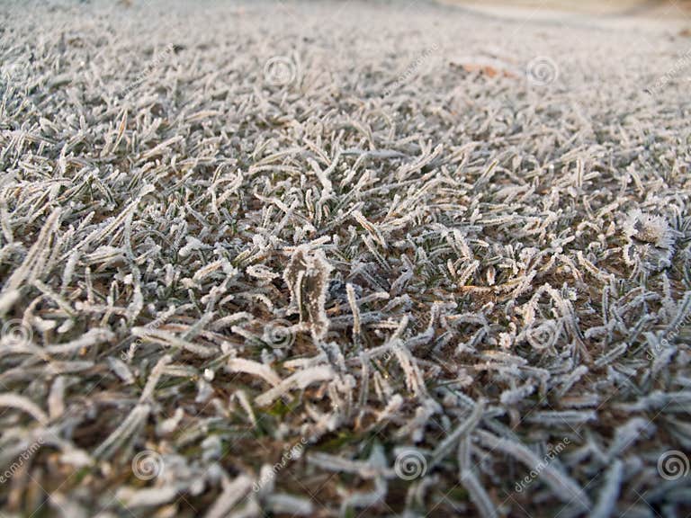 Frosty Grass stock image. Image of golf, frosty, field - 13307373