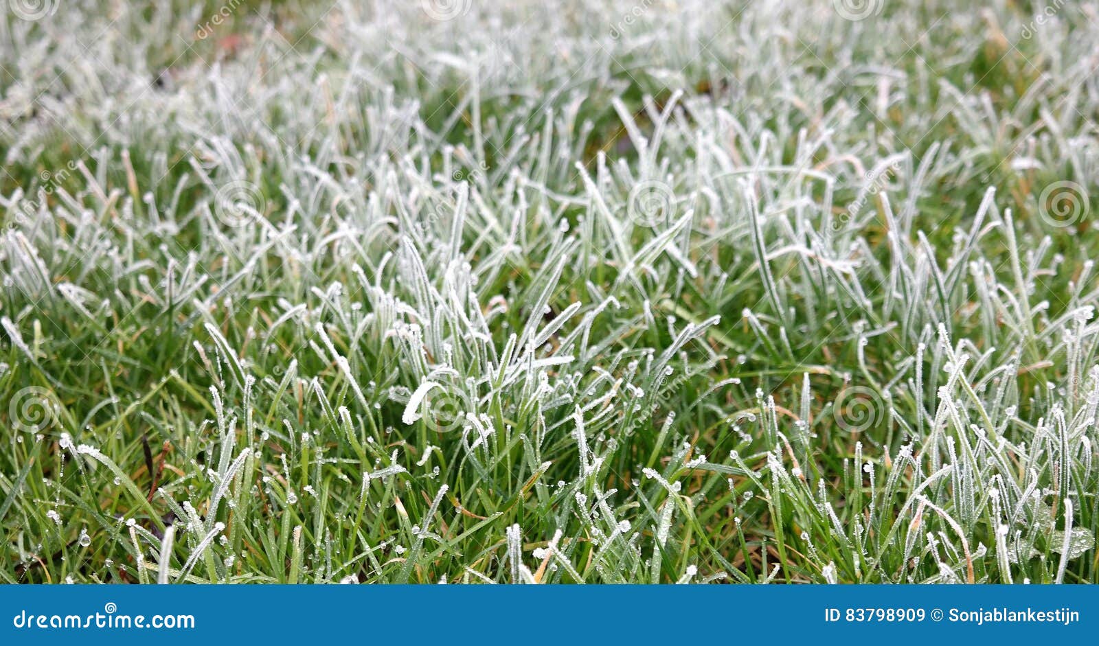 Frosty grass stock image. Image of snow, cool, nature - 83798909
