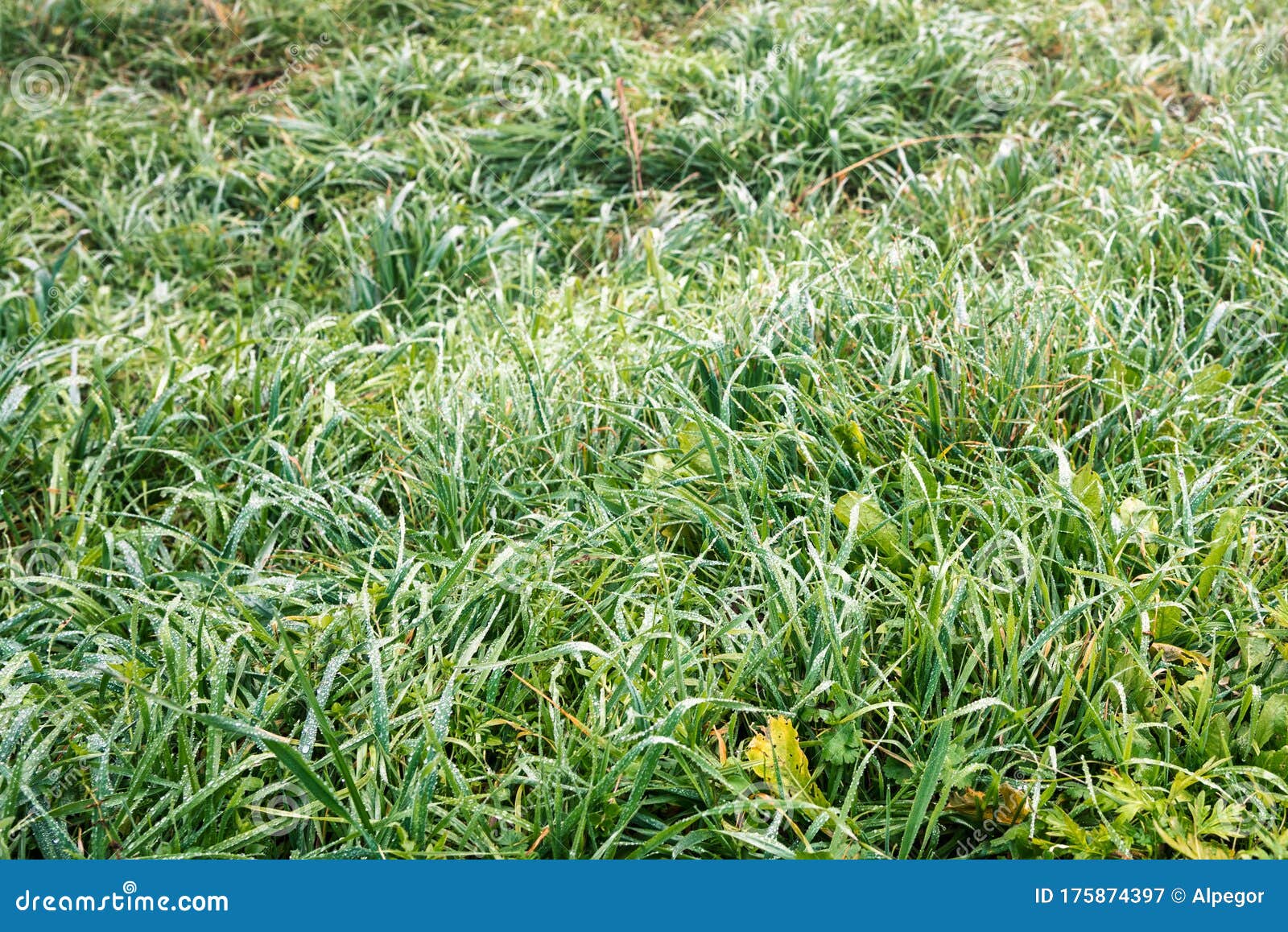 Frosty Grass in a Field in Winter Stock Image - Image of field, lush ...
