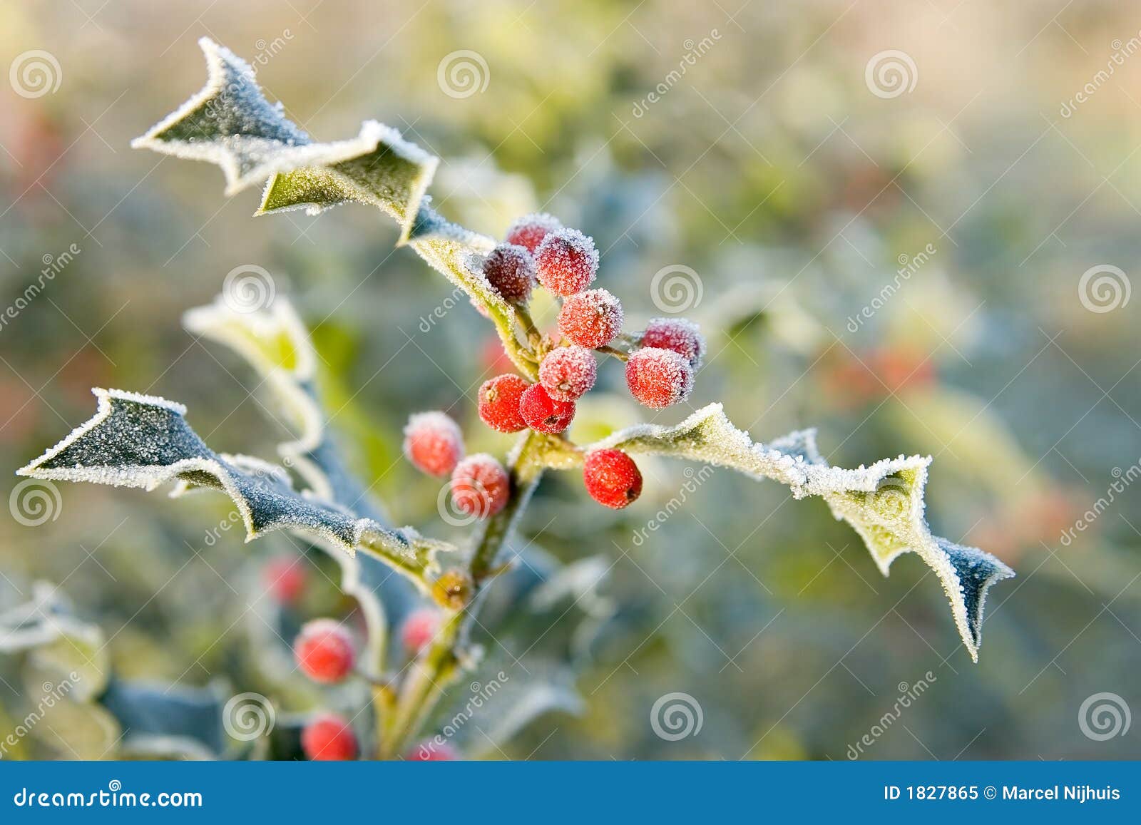 Holly Leaves Texture Nature Background Stock Photography ...