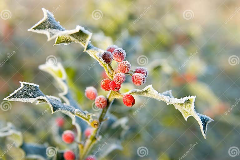 Frosty holly leaves stock image. Image of leaves, plant - 1827865