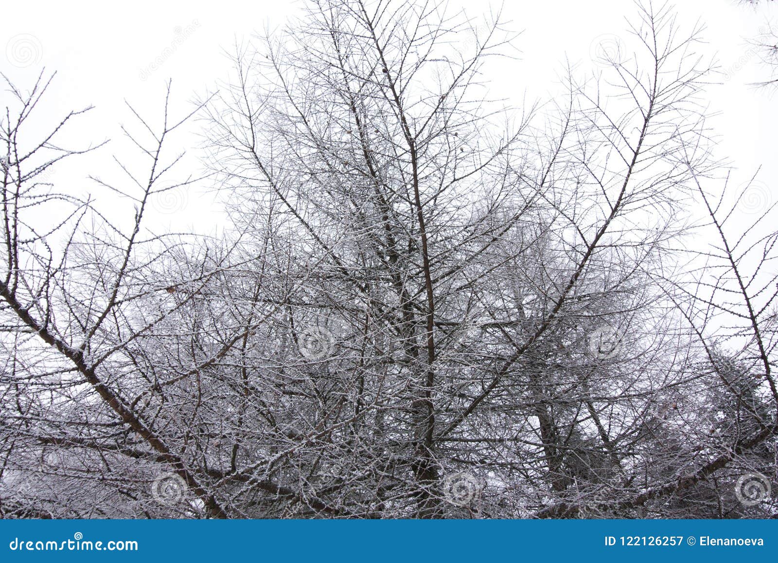 Frosty Larch Trees at Winter in Finland on Sky Background. Stock Image ...