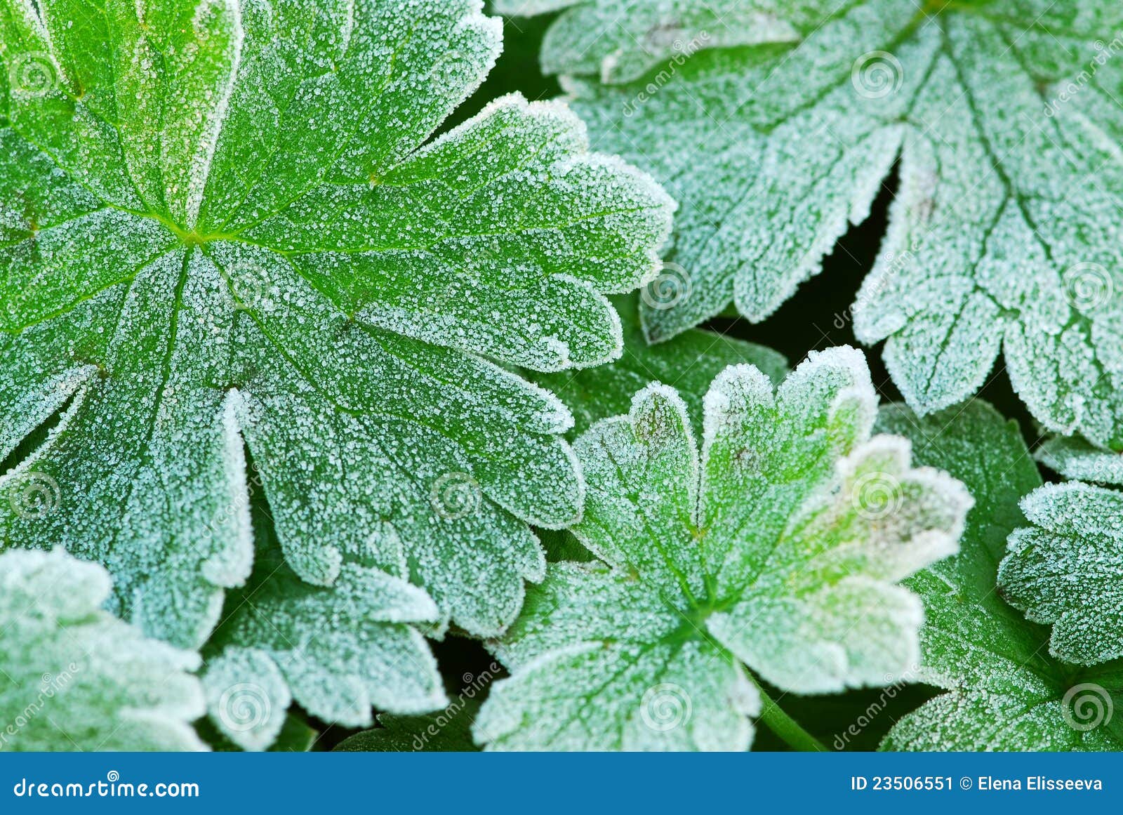 Frosty leaves stock image. Image of grow, frosty, freezing - 23506551